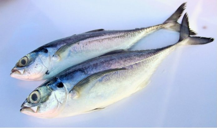 Resepi Ikan Cencaru Sumbat Tempoyak. Walaupun Dengar Macam Rare Tapi Sedap